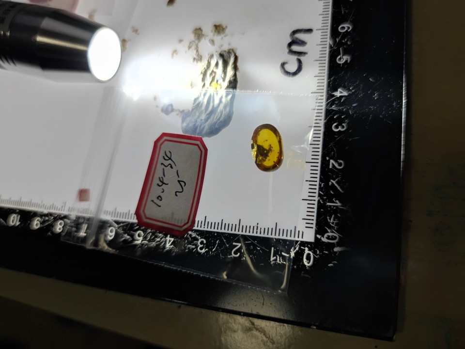 Fossil amber Insect Burmese burmite Cretaceous insect Fly Larvae ...