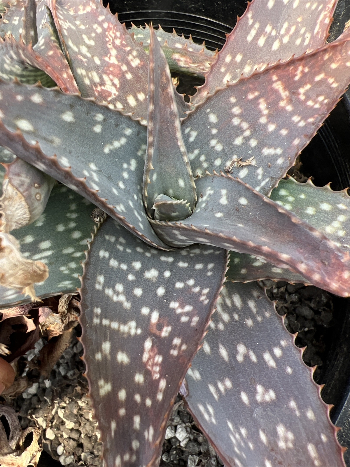 Aloe consdon offset X 1 , Purple Color , Nice Aloe , Succulent 24/01 ...