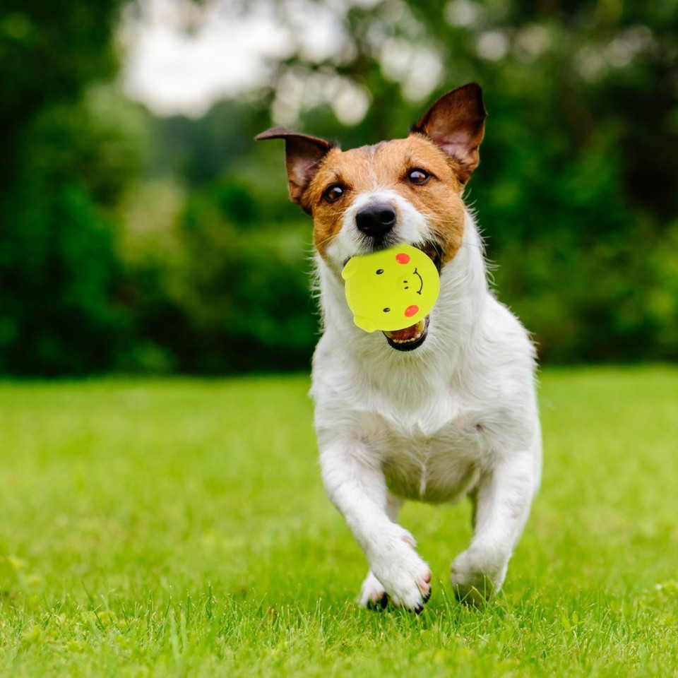 Squeaky Puppy Toy Cartoon Pig Shaped Dog Teeth Toy Interactive Chewing ...