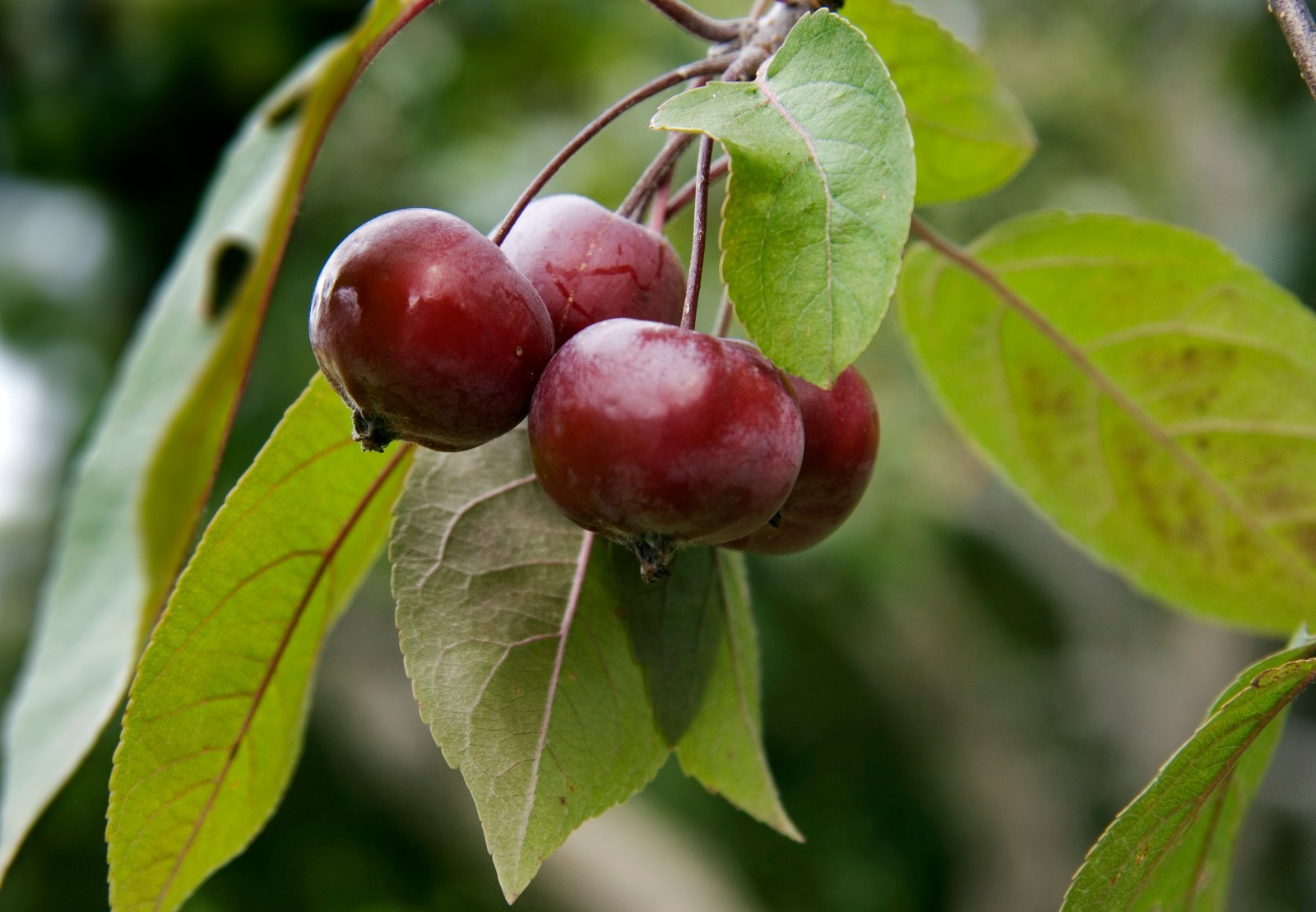 Crab Apple Malus 'Toringo Scarlett' Branched Tree 4-5ft Tall, Tasty ...
