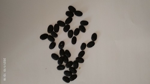 Luffa Seeds 絲瓜種子(10 pcs), grow as Vegetable or natural Sponge ...