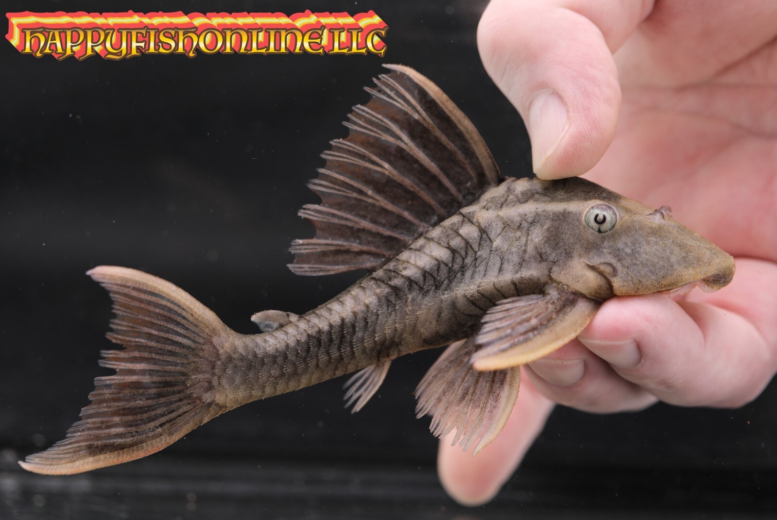 EXTREMELY RARE L360 FIREFIN PLECO! GRACEFUL RARITY! LIVE FISH - WC 14 ...