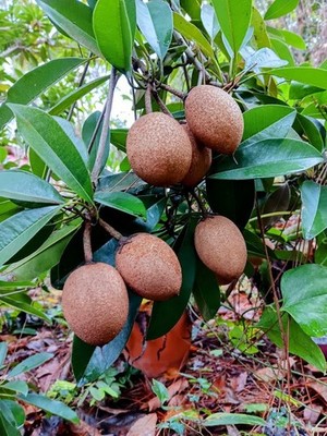 Morena Sapodilla Nispero Manilkara zapota - Live Plant! | eBay