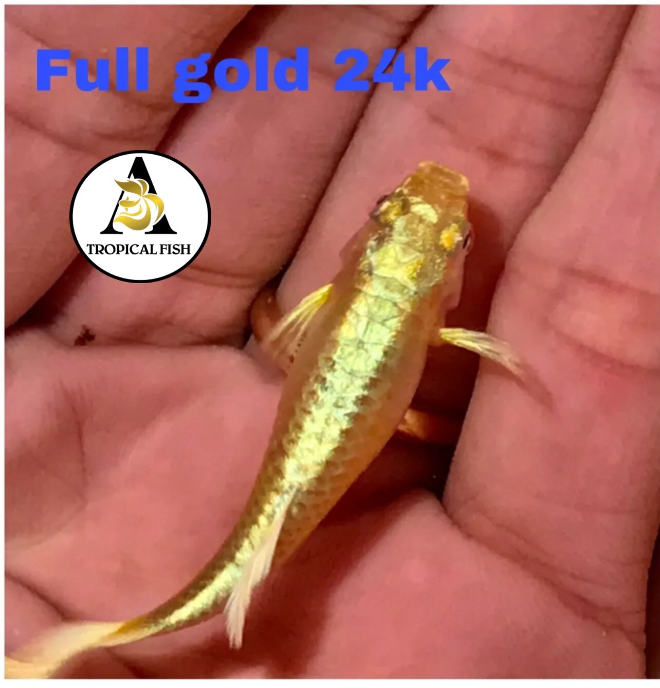 5 Breeding Pairs -Live Aquarium Guppy Fish High Quality - Full Gold 24k ...