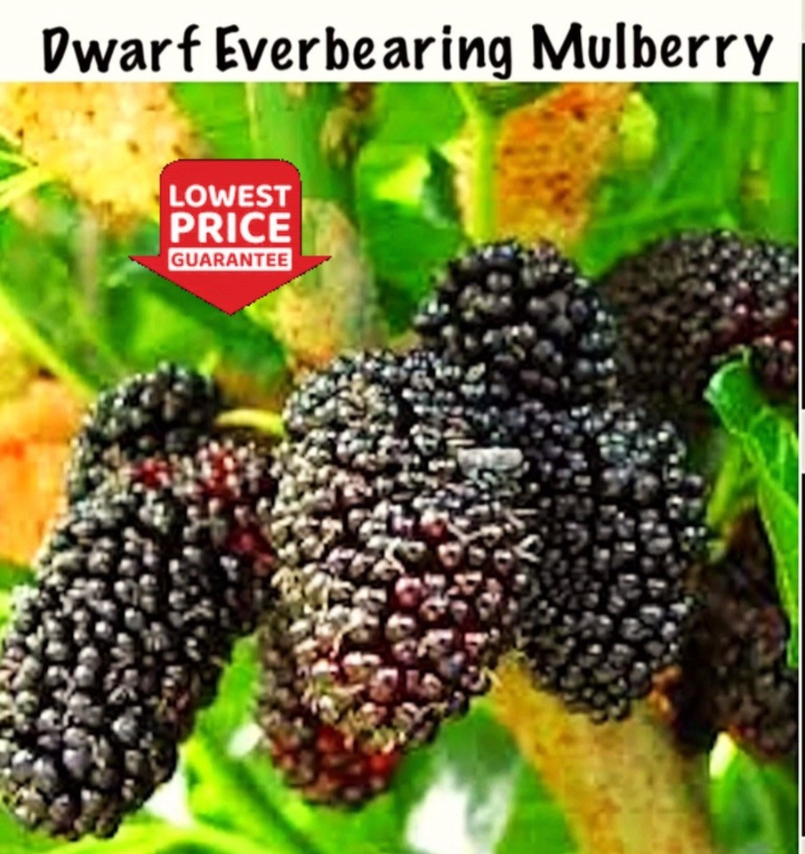 2 Mulberry Trees Dwarf Everbearing Morus nigra Starter Plant LOWEST ...