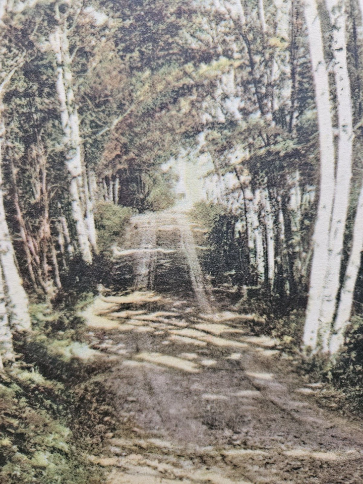 Vintage Woodland Cathedral Forest Road Wallace Nutting Tinted Photo Art ...