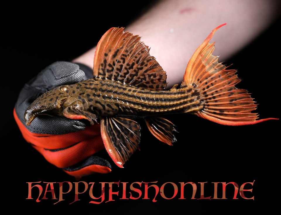 BREEDING PAIR SUPER RED L025 SAO FELIX SCARLET CACTUS PLECOS! LIVE FISH ...