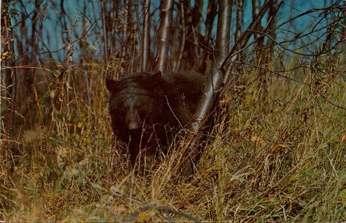 Postcard Black Bear Just Barely Awake Vactionaland Scene unposted c1950 ...