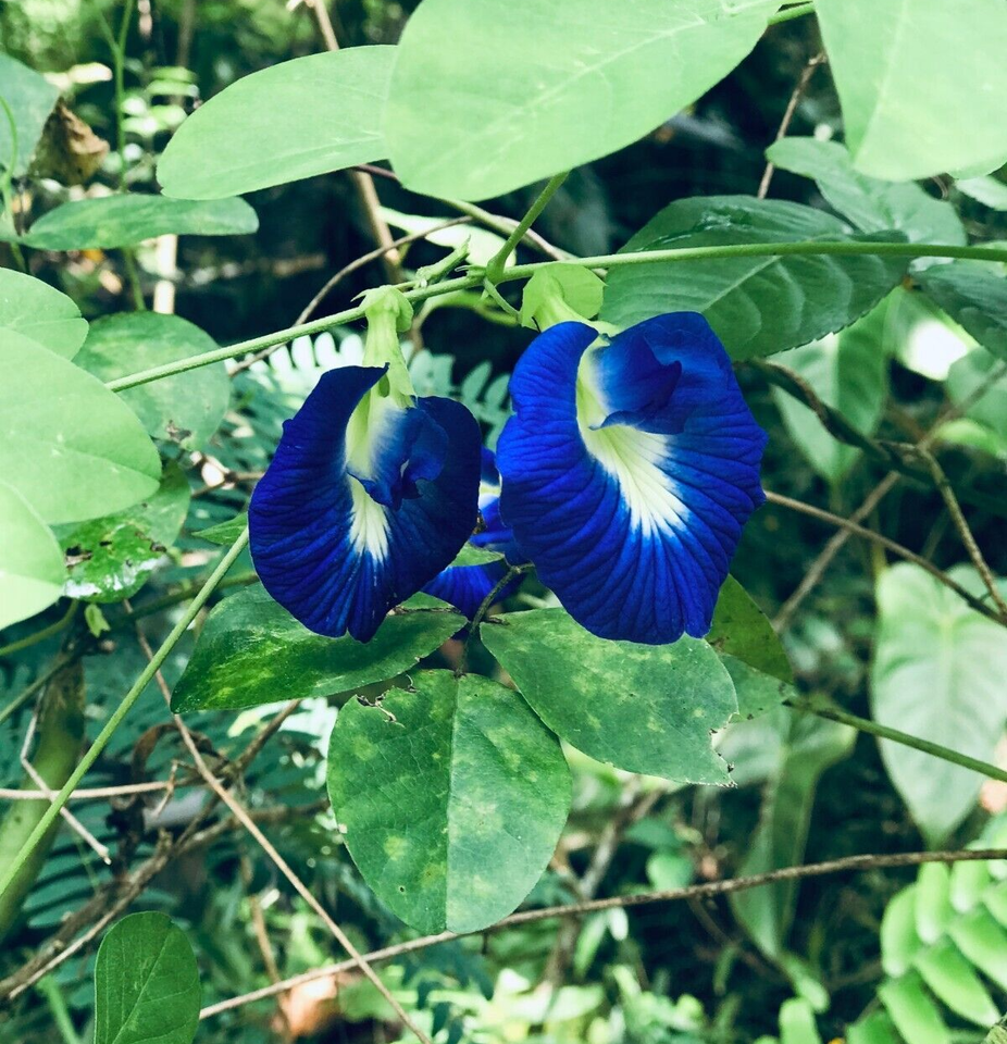 Blue Butterfly Pea Ternatea Clitoria Flower Seeds 100+ 100% Organic Nil ...