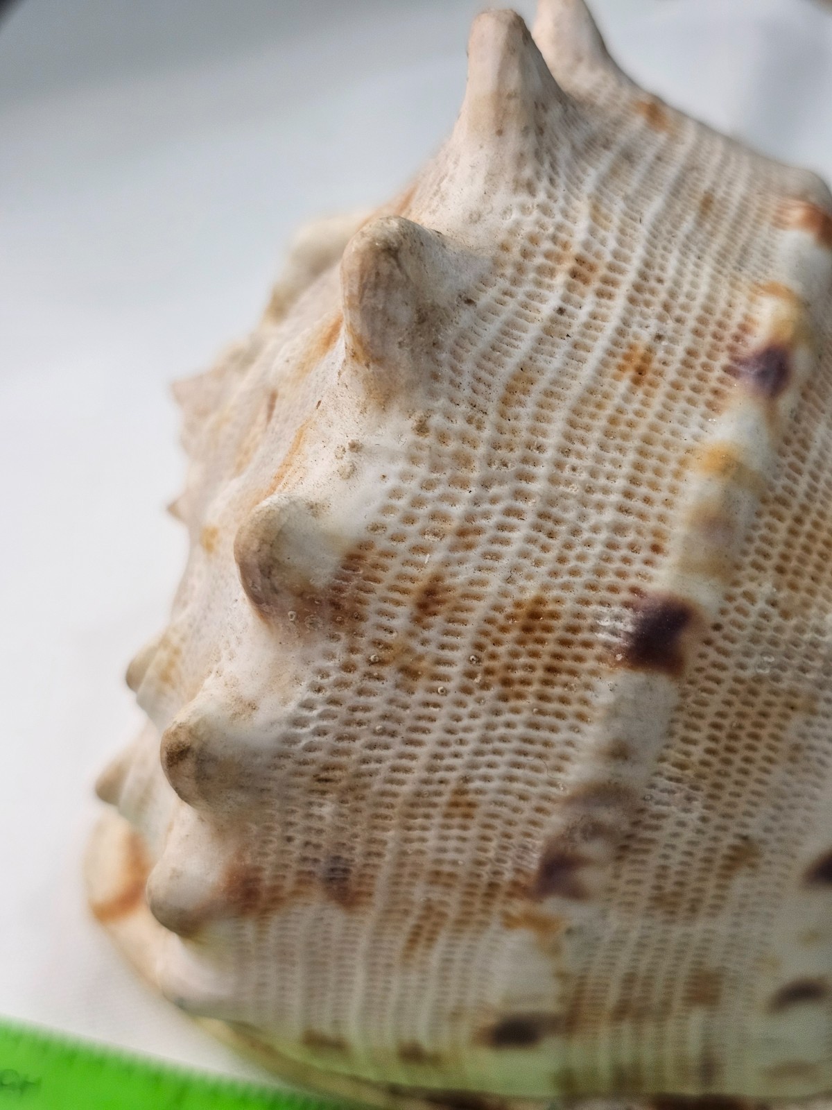 Large Conch Type Shell Approximately 4