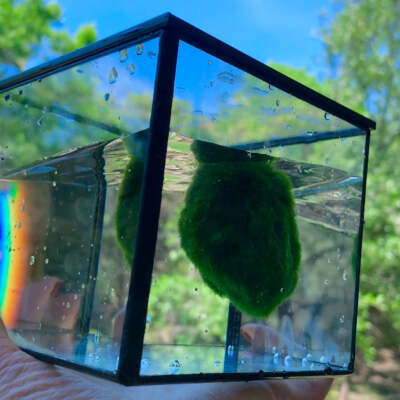 Large Live Moss Ball Aquarium Water Cube Moss Aquarium with Rainbow in ...
