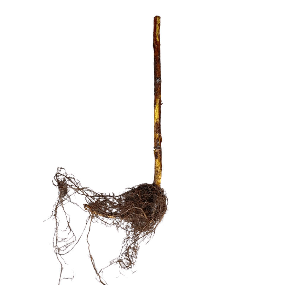 Hand Picked Nursery Latham Raspberry Canes – Bare Root Canes, 1-Year ...