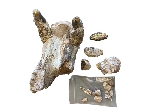 Unprepared Entelodont Lower Jaw Fossil 30 Million Yrs Old 18156 | eBay