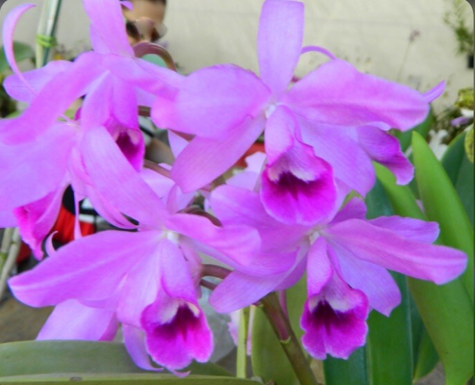 Guar. bowringiana ‘Pink Dee’ X Rlc Pastoral Rose Pink Orchid Hybrid 4 ...