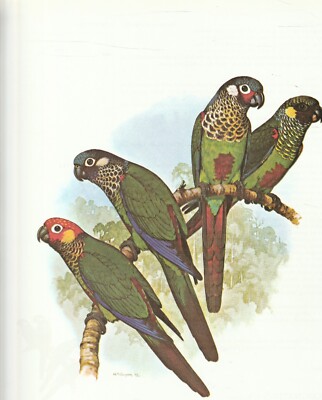 COLOUR PARROT PRINT by WILLIAM T COOPER ,PAINTED & WHITE EARED CONURE ...