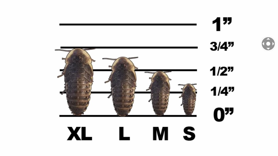 200 Live Large Dubia Roaches Reptile Feeders. Free Shipping +15% Extra ...