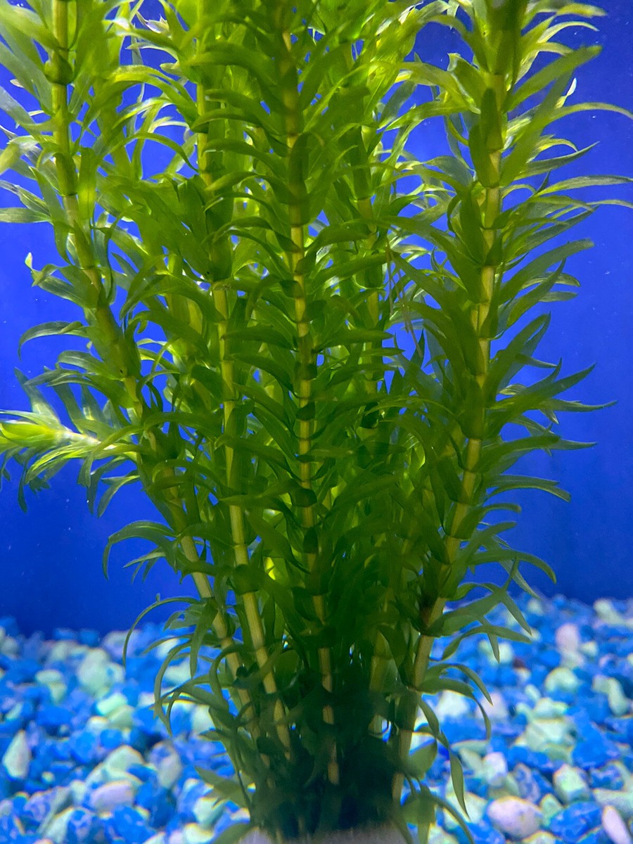Anacharis Aquarium Plant