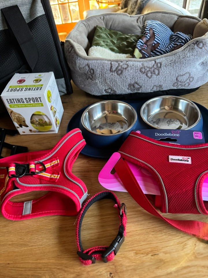 Puppy/New Dog Equipment nearly new! | eBay UK