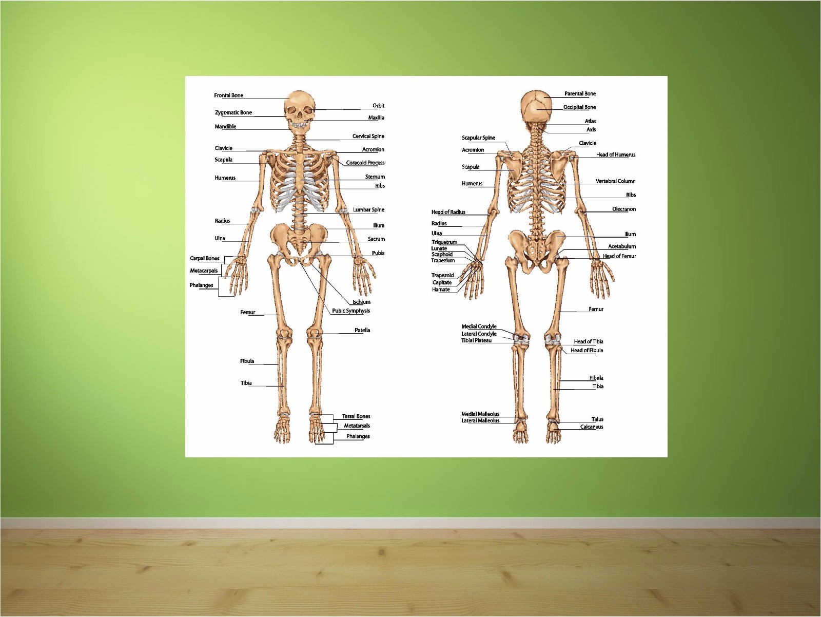 Human Anatomy Bones Labeled