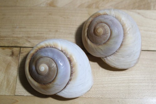 2 PCS Muffin Snail Large Hermit Crab Shells 2.7~3.5Inch Natural Sea ...
