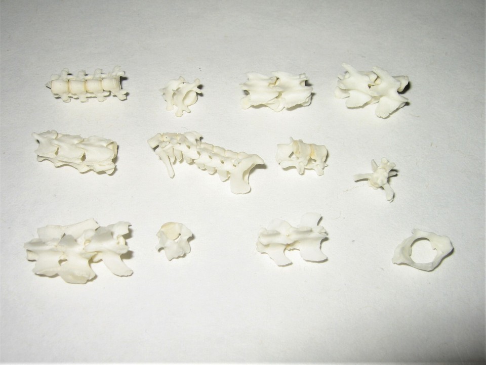 Lot of Real Norway Rat Vertebrae Rodent Bones Animal Spine Skeleton ...