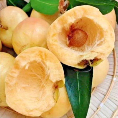 Yellow Rose Apple Plant Syzygium Jambos Fruit Tree Unique Tropical Tall ...