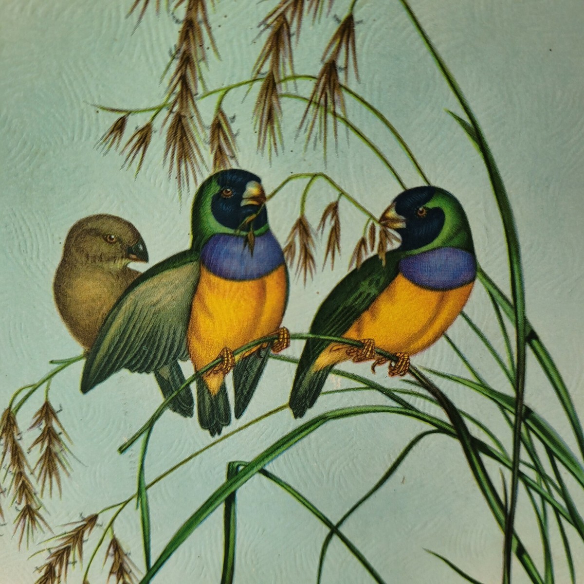 Outline Pictures Of Birds For Glass Painting Green Quirky Bird From