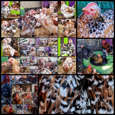 Poultry - Cochin Hatching Eggs