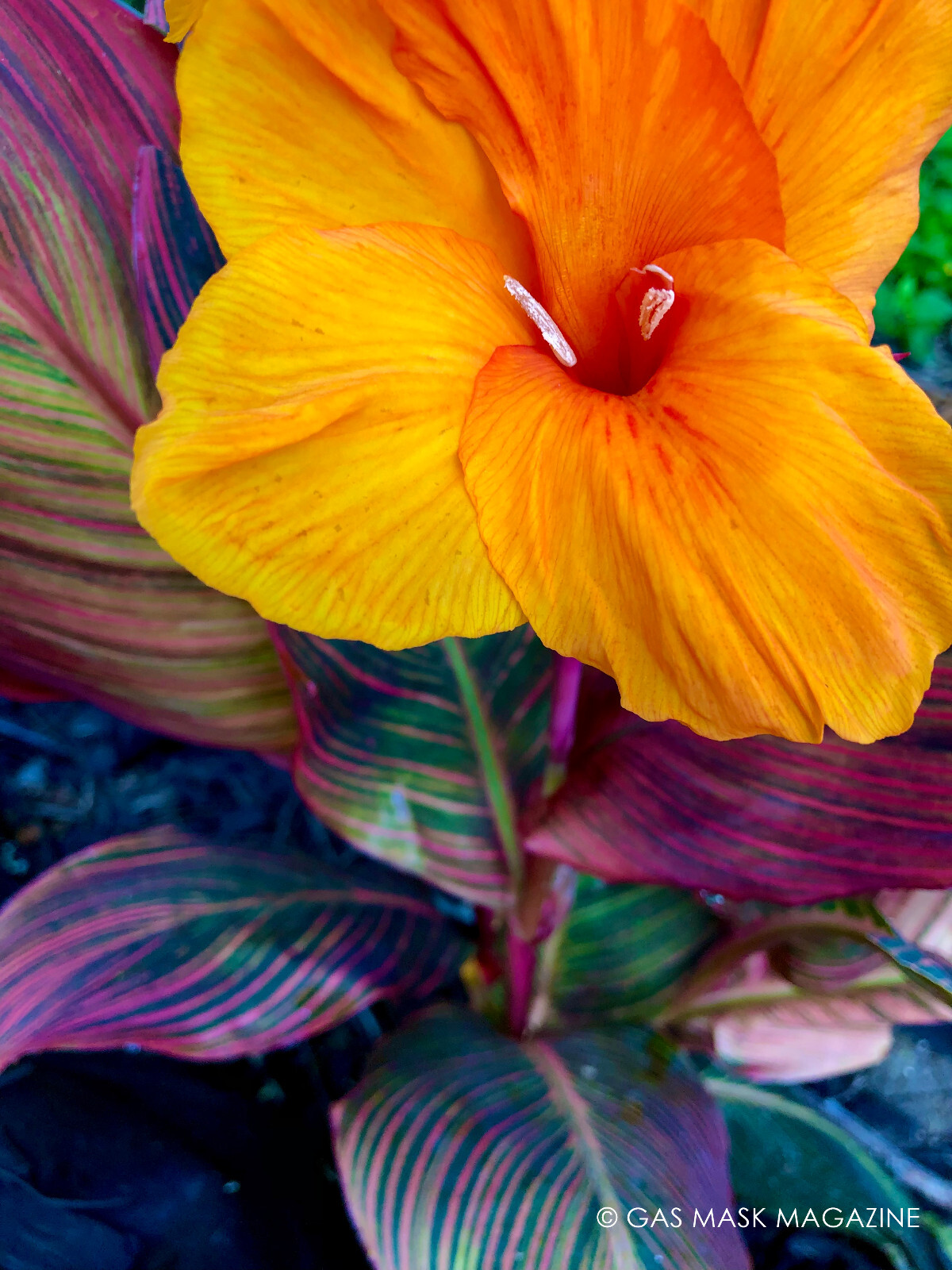 RARE Variegated Canna Lily Rhizome (Giant Phasion / African Sunset ...