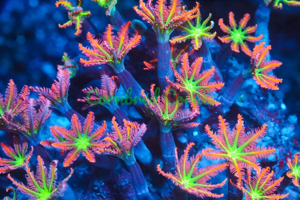 Cornbred's Ultimate Clove Gods - 1 POLYP - Frag - LIVE CORAL | eBay