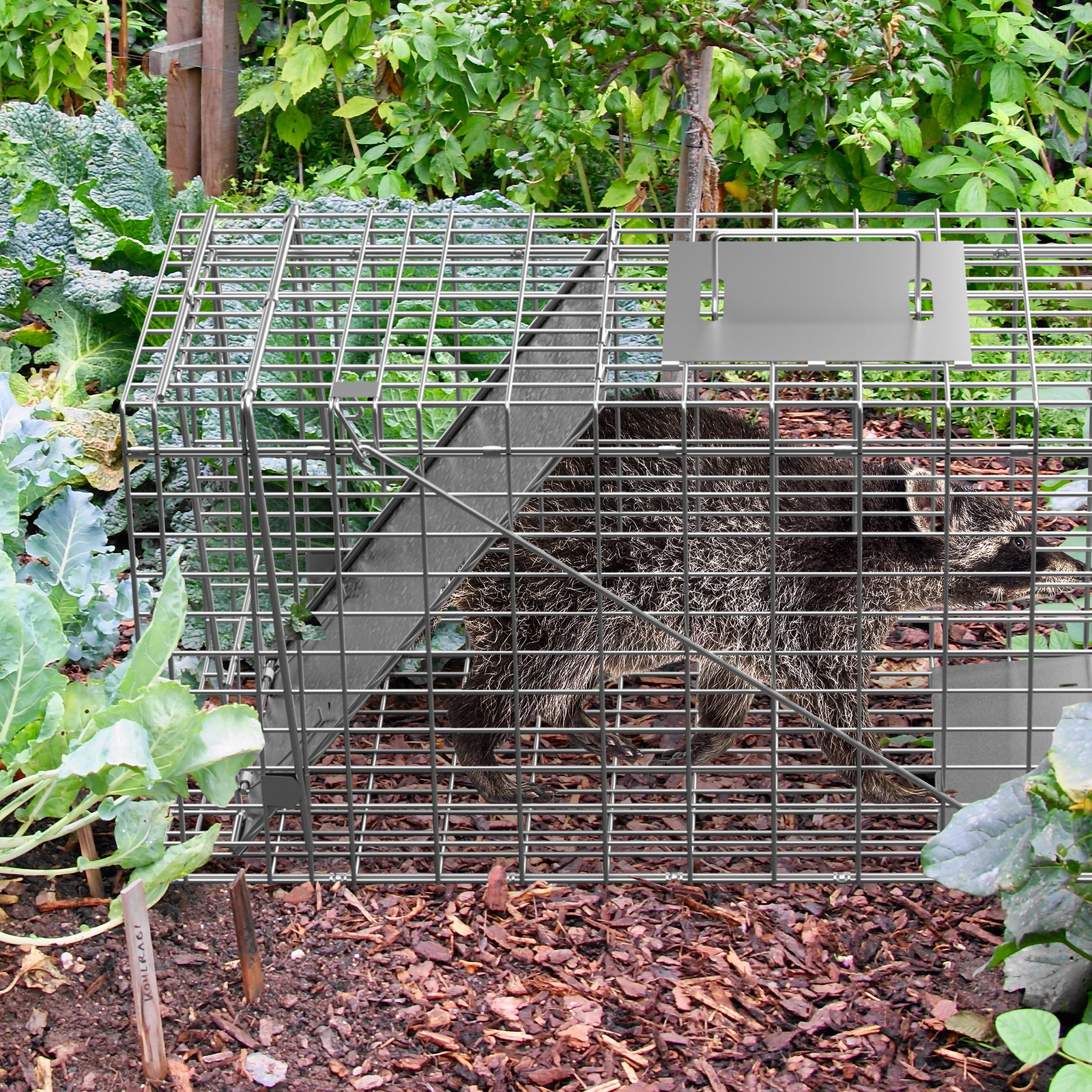 2PCS Live Animal Traps 32"x12.5"x12" Steel Humane Animal Cage Raccoon ...