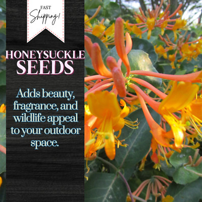 65 Honeysuckle Vine Seeds, USA Seller Free Shipping Shrub Seeds ...