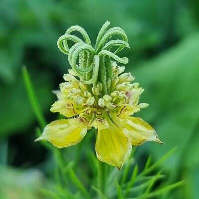 Nigella orientalis 'Transformer' - 20 Seeds- UK Seller | eBay UK