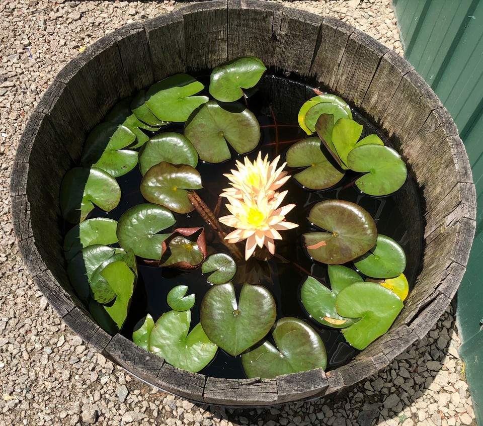 Water Plant Fertiliser Tablets x 50 - to fertilise your water plants ...