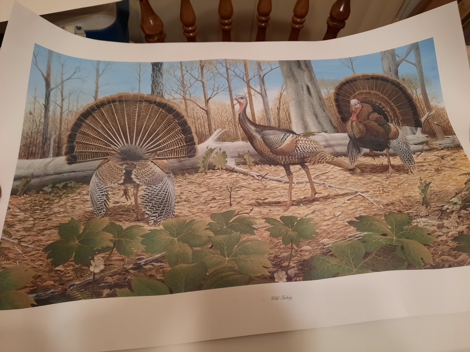 RAY HARM WILD TURKEY-3 BIRDS-$425.00 VALUE-$200 OFF-#42 OF 500 ...