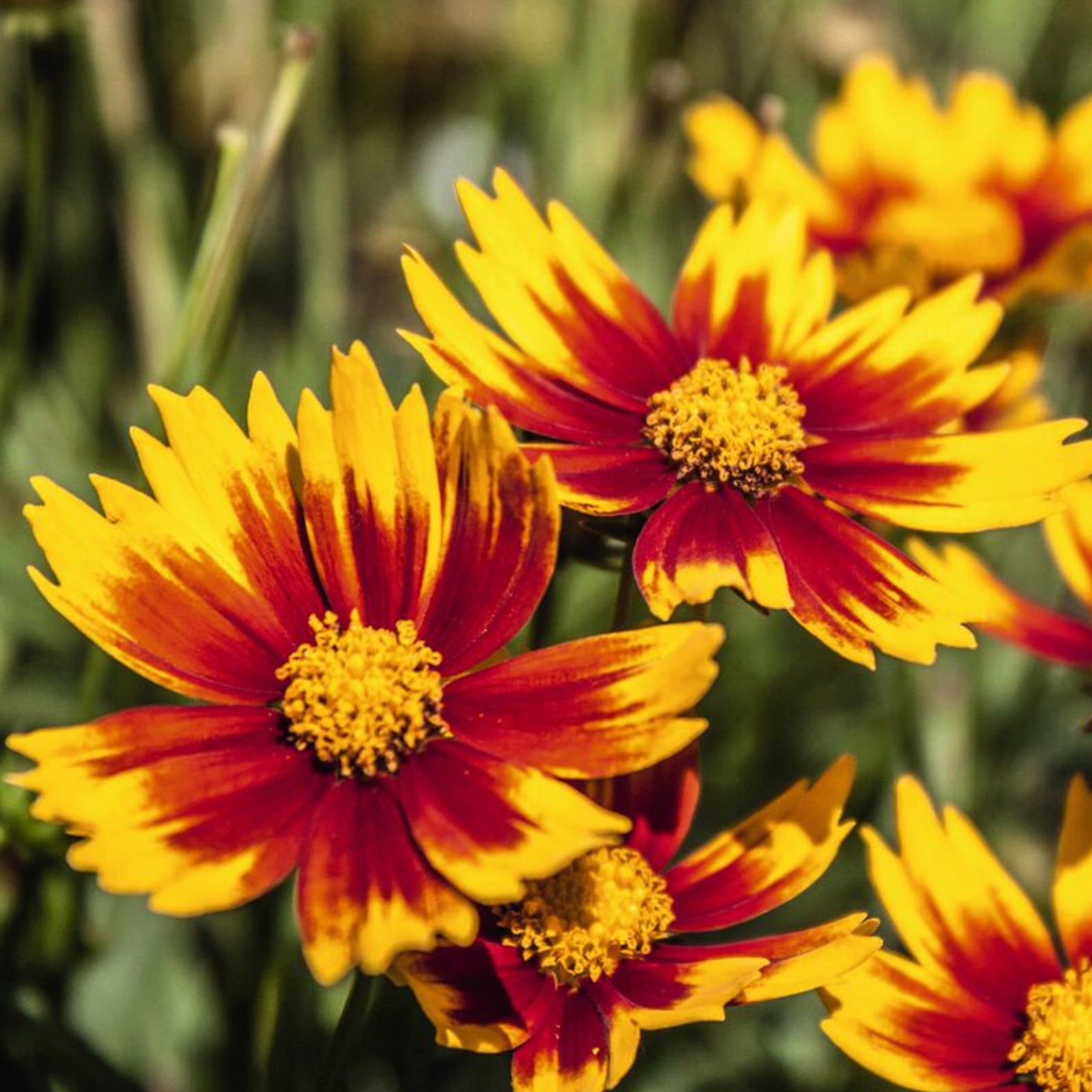Coreopsis Little Bang Daybreak Outdoor Plant Perennial Garden Ready in ...