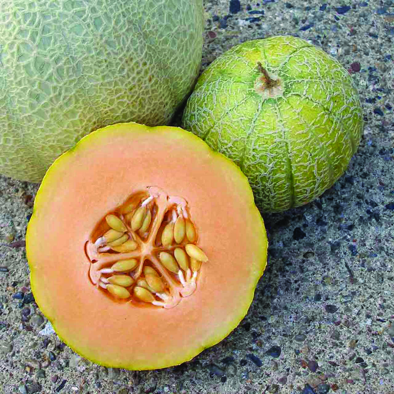 Minnesota Midget Cantaloupe Seeds 25+ Mini Melon Fruit NON-GMO FREE ...