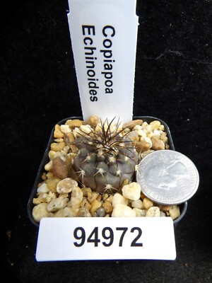 Copiapoa Echinoides Seedling Live Cactus Cacti Plant 94972 | eBay