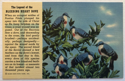 Postcard FL poem Legend of the Bleeding Heart Dove - Miami Rare Bird ...