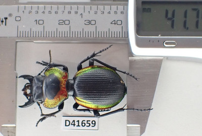 D41659. Insects, Carabidae: Mouhotia sp. Laos!!!!!!!!! | eBay