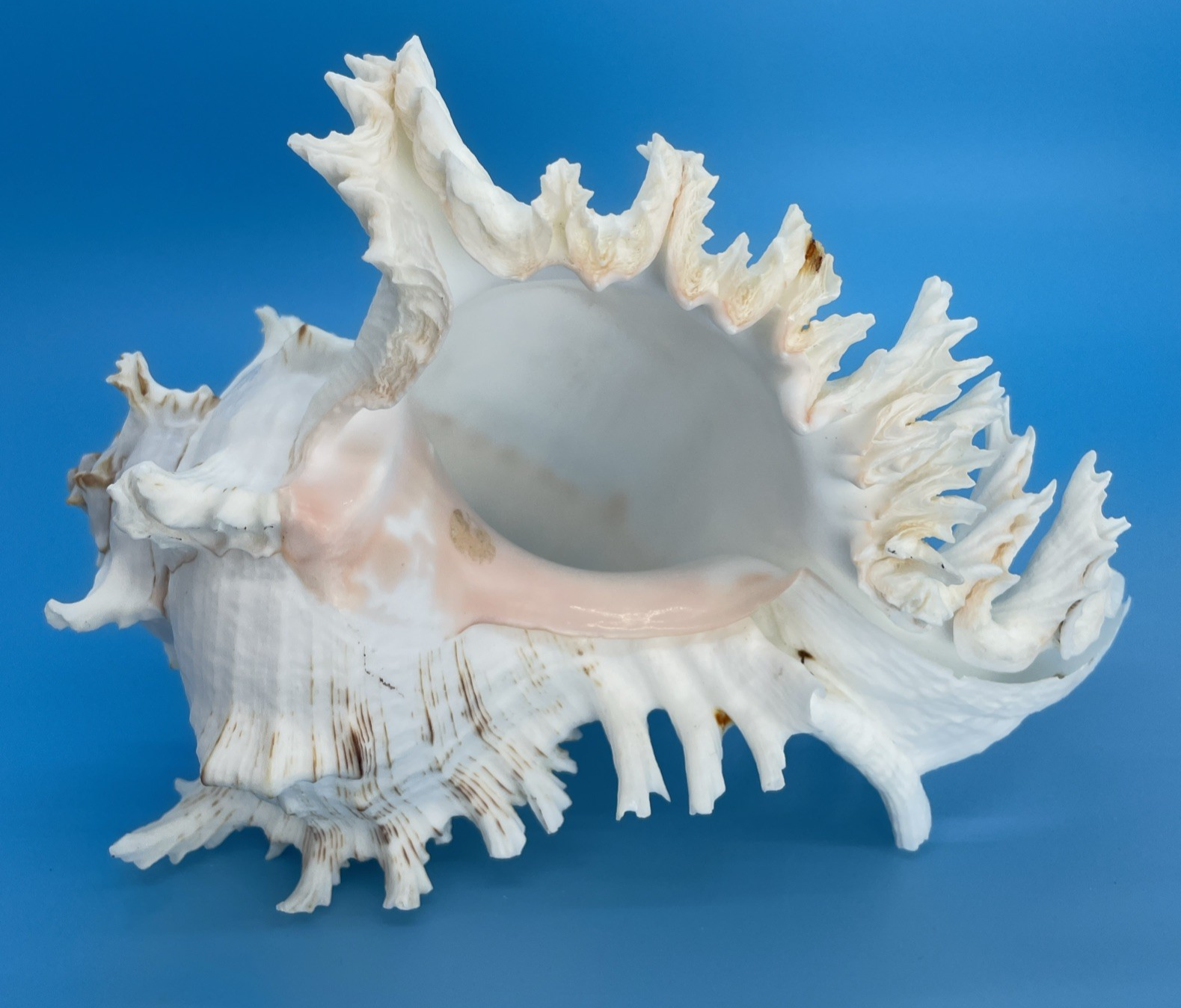 Murex Ramosus Sea Shell Large 7.5" Spiked Pink Hues Beach Decor | eBay