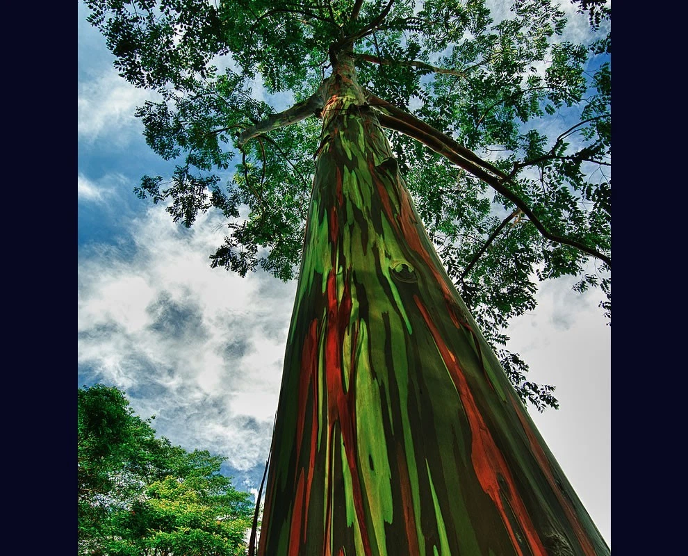 Rainbow Eucalyptus Bonsai Tree