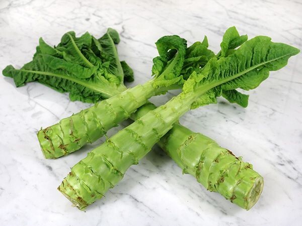 RARE Heirloom Mountain Jumbo Celtuce/Wosun/Asparagus Lettuce 50+ Seeds ...