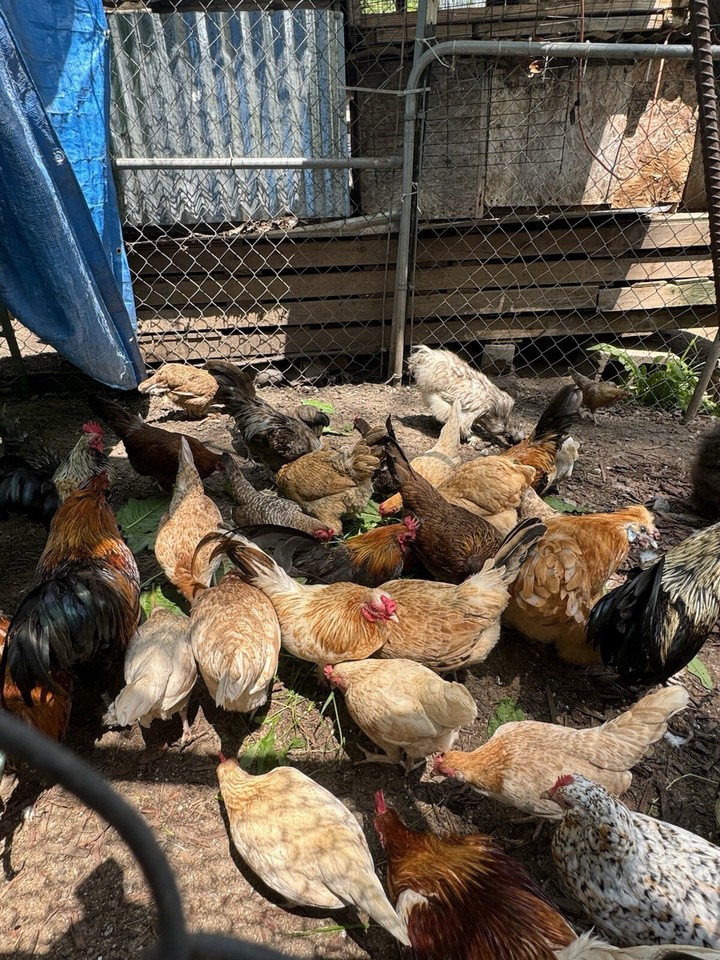 Assorted Barnyard Mix Bantam Chicken Hatching Eggs One Dozen | eBay