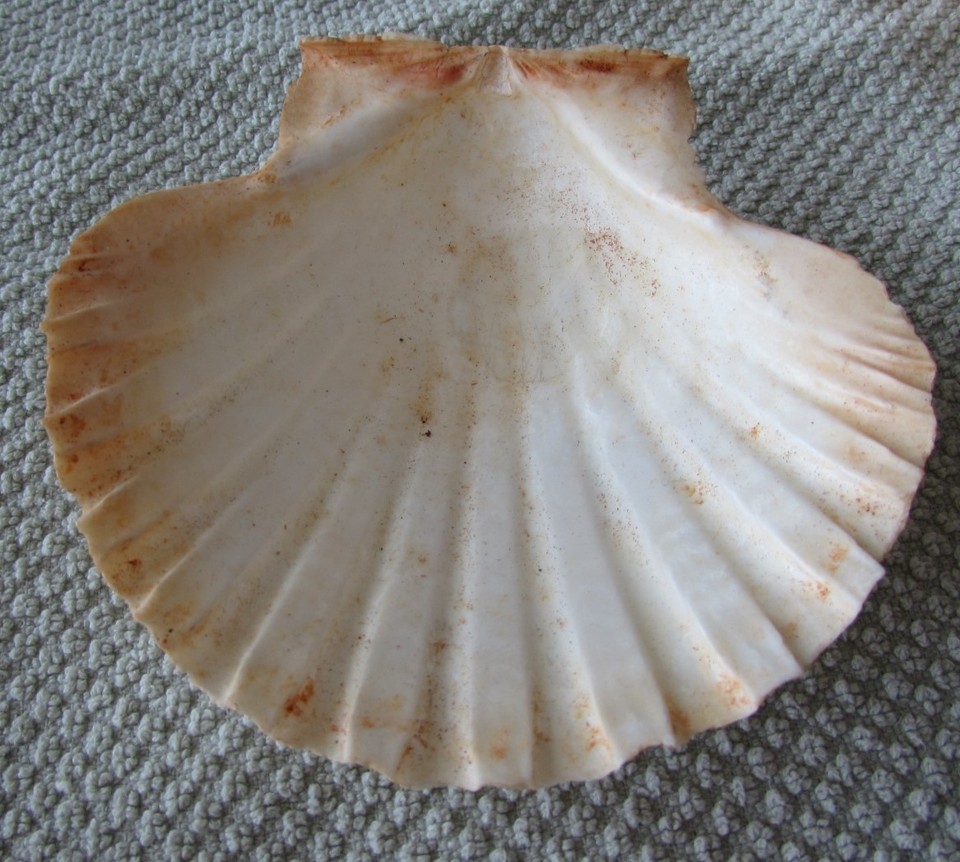 SCALLOP SHELLS 12-SHELL LOT, FROM FRANCE; BAKING OR CRAFTS!!! | eBay