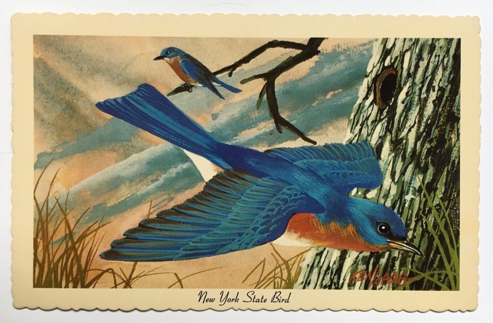 1967 NY Postcard New York State Bird bluebird Ken Haag artist signed ...