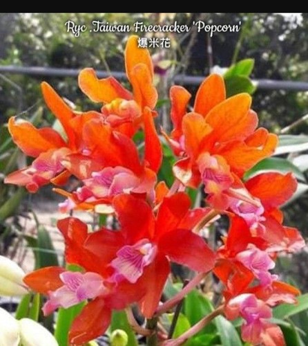 Ryc. Taiwan Firecracker 'Popcorn' Orchid Plant | eBay UK