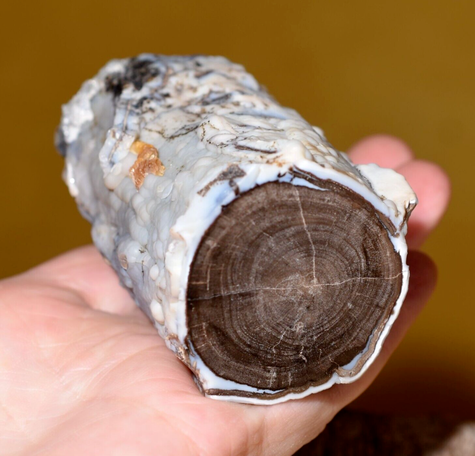 !WOW! Blue Forest Botryoidal Agatized Petrified Eocene Wood Tree Branch ...