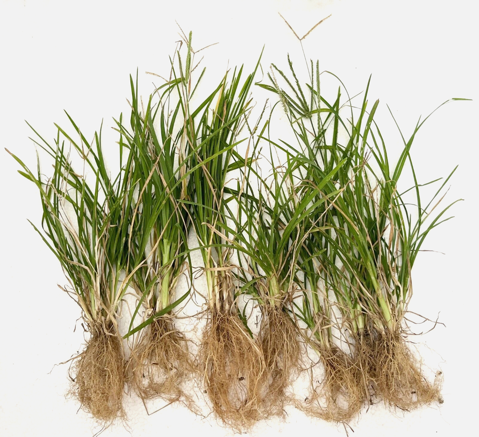 Dried Paragis Plant Powder Eleusine indica GooseGrass Poaceae Ayurvedic ...