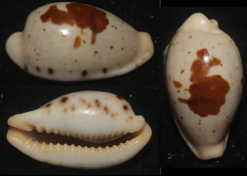 Tonyshells Seashells Cypraea saulae SUPERB 20.7mm Gem, superb pattern ...